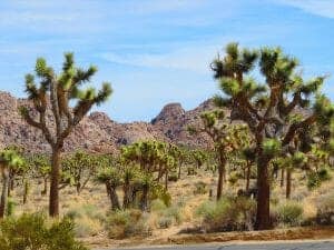 RV Camping in Joshua Tree National Park - Your RV Lifestyle